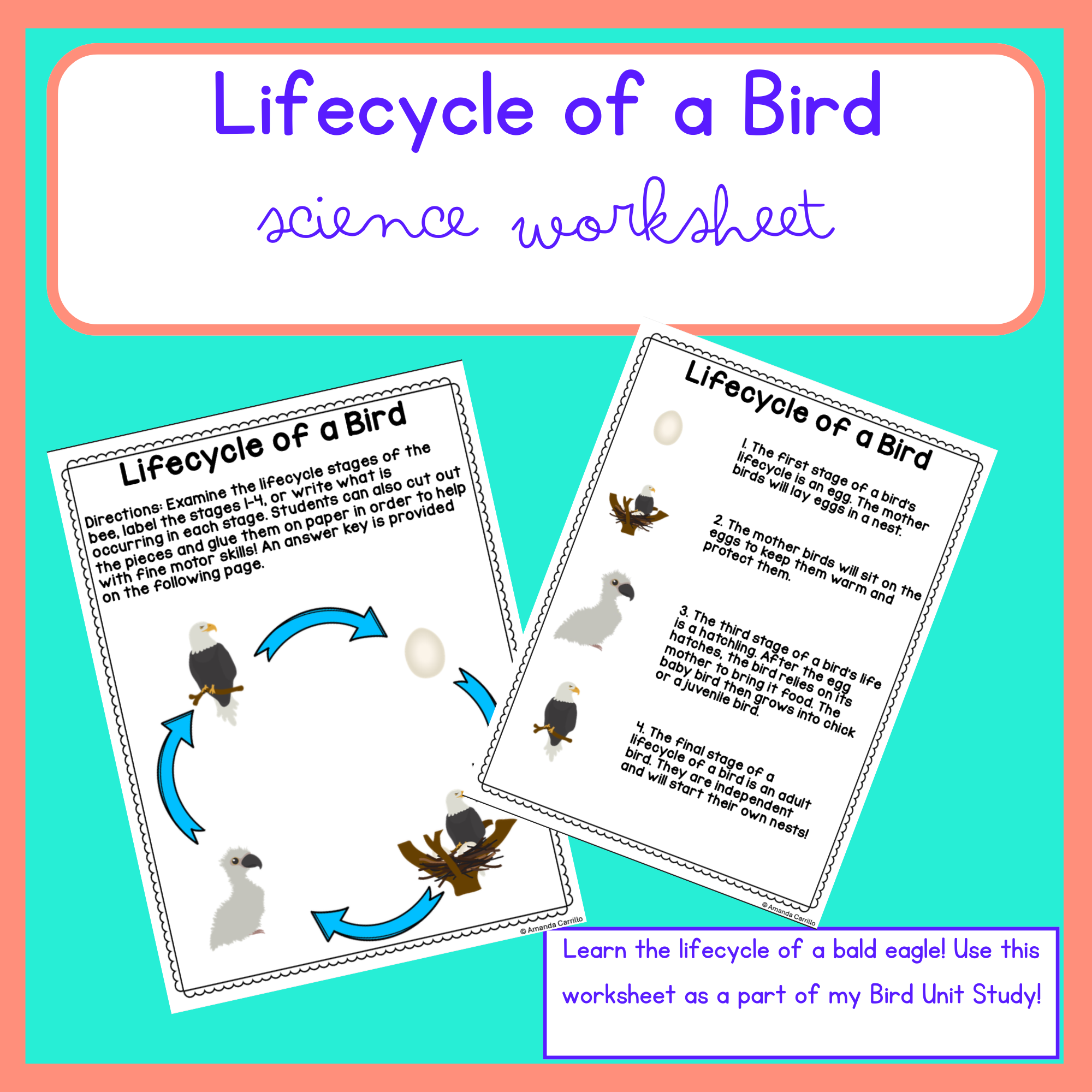 Bird Lifecycle Science Worksheet - Teaching with Toddlers
